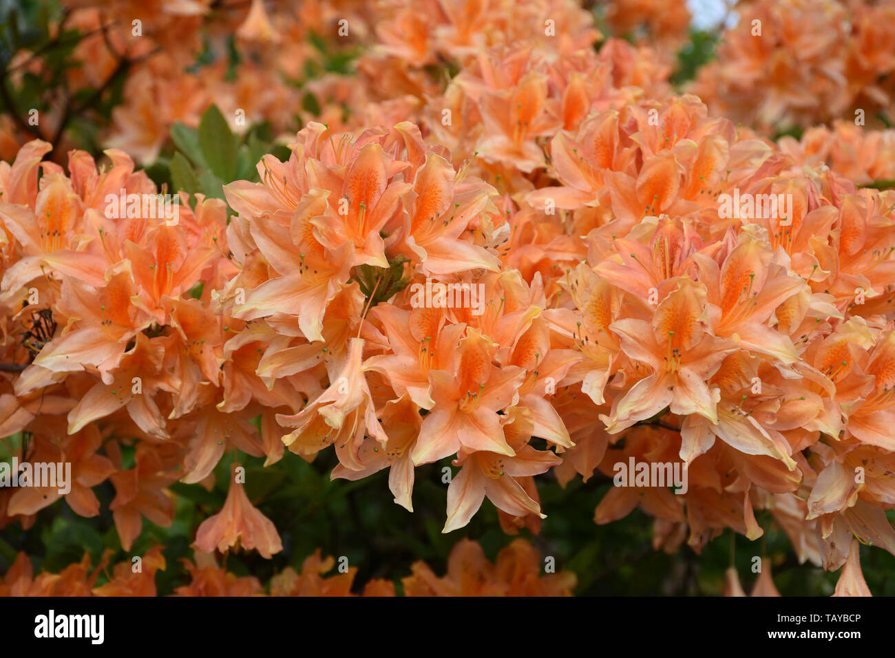 Stunning azaleas hi-res stock photography and images - Alamy