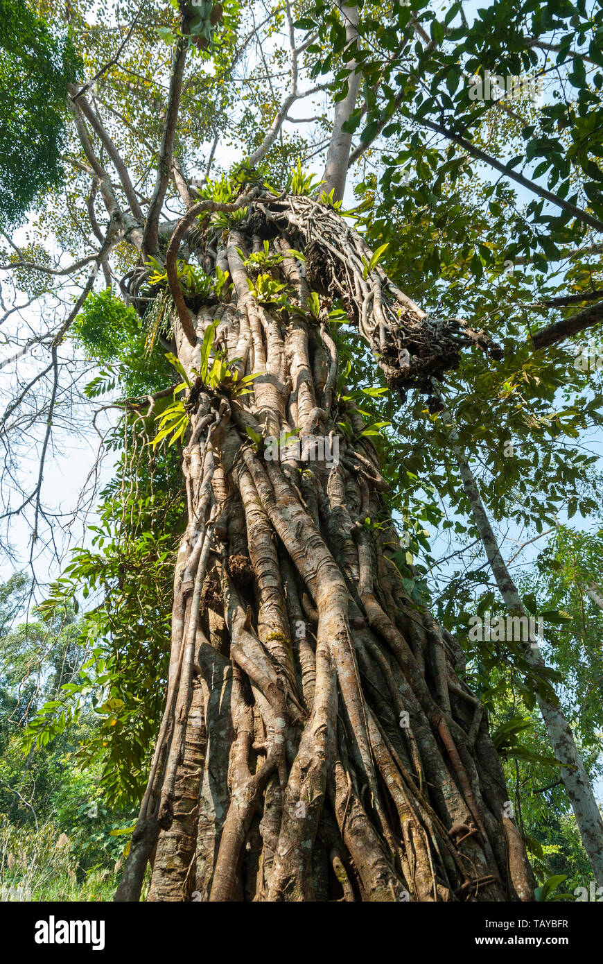 Interesting nature - tree wrapped around another tree growing in ...