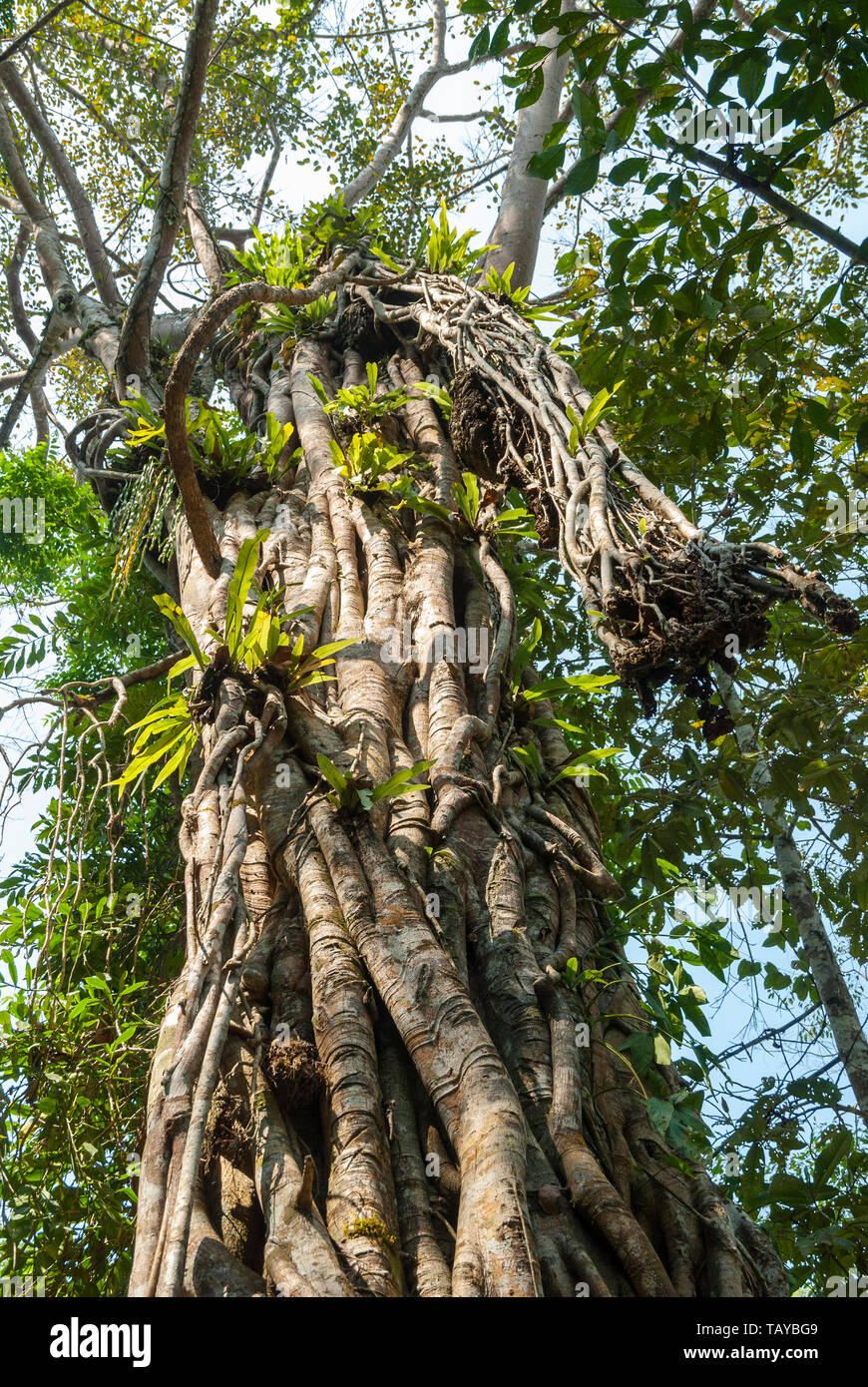 Interesting nature - tree wrapped around another tree growing in ...
