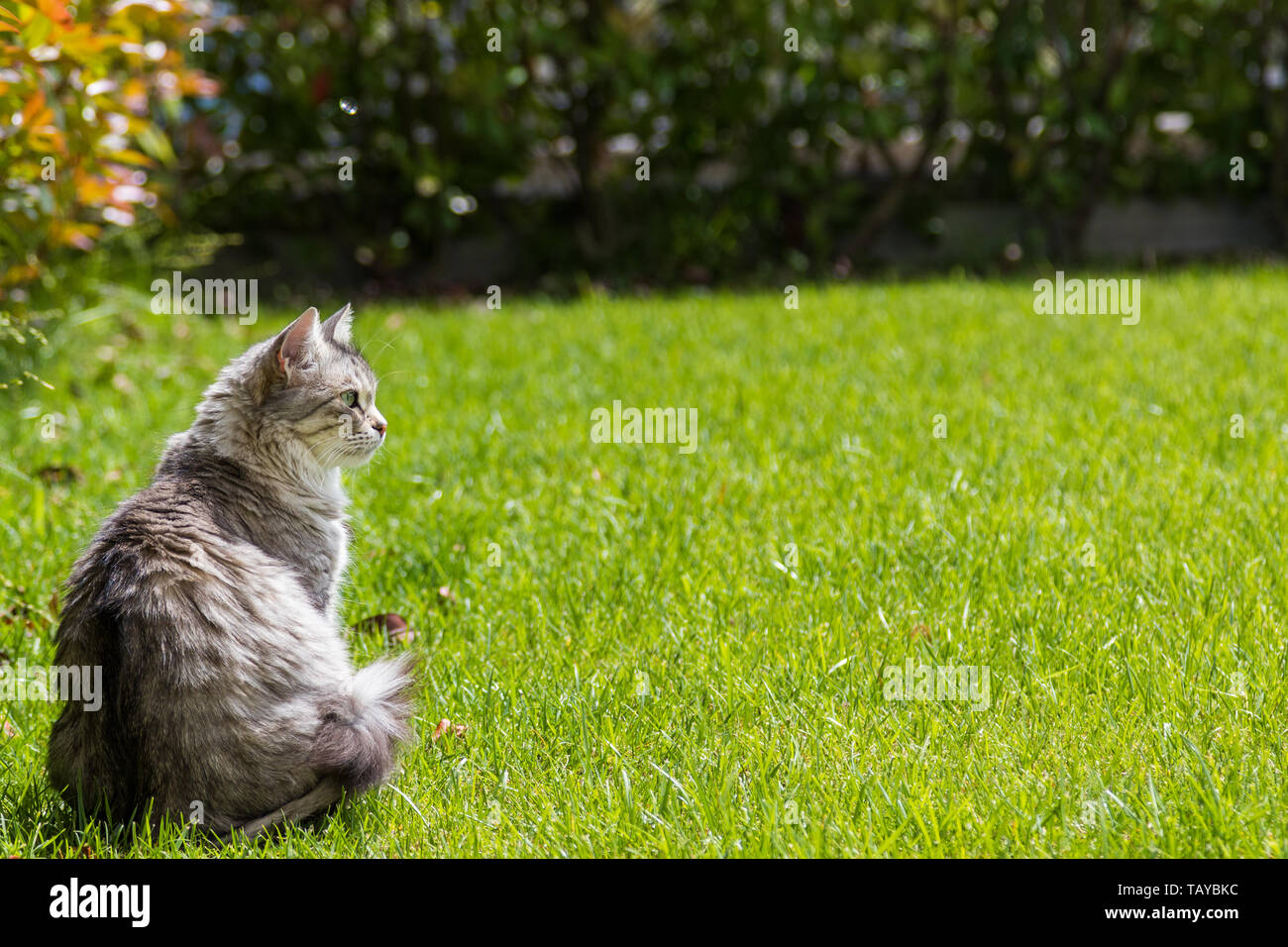 Adorable fluffy cat outdoor. Siberian pet of livestock, cute purebred ...