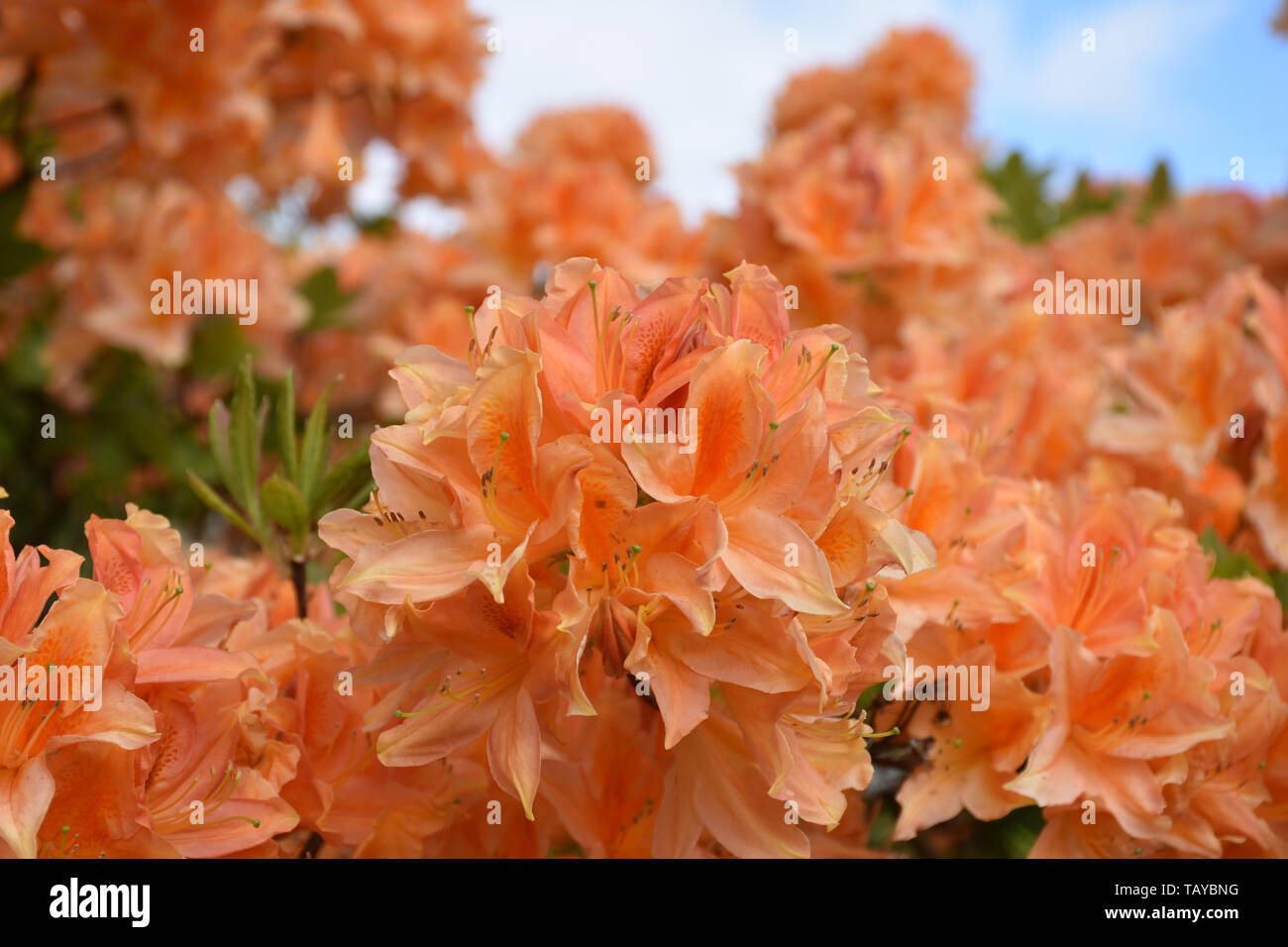 Gorgeous cluster of blooming orange azalea blossoms in England Stock ...