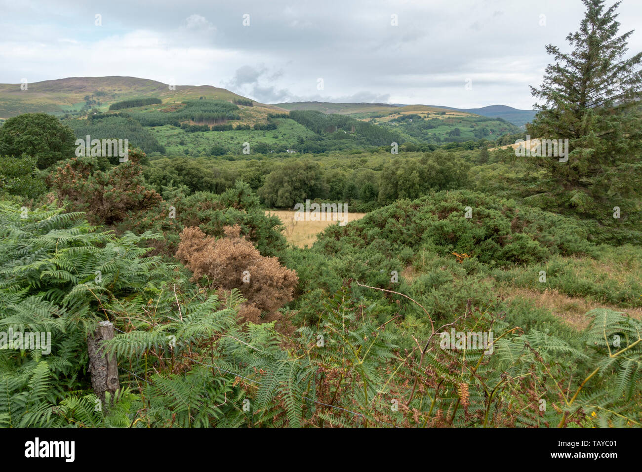 Typical countryside view in County Wicklow, Ireland Stock Photo - Alamy