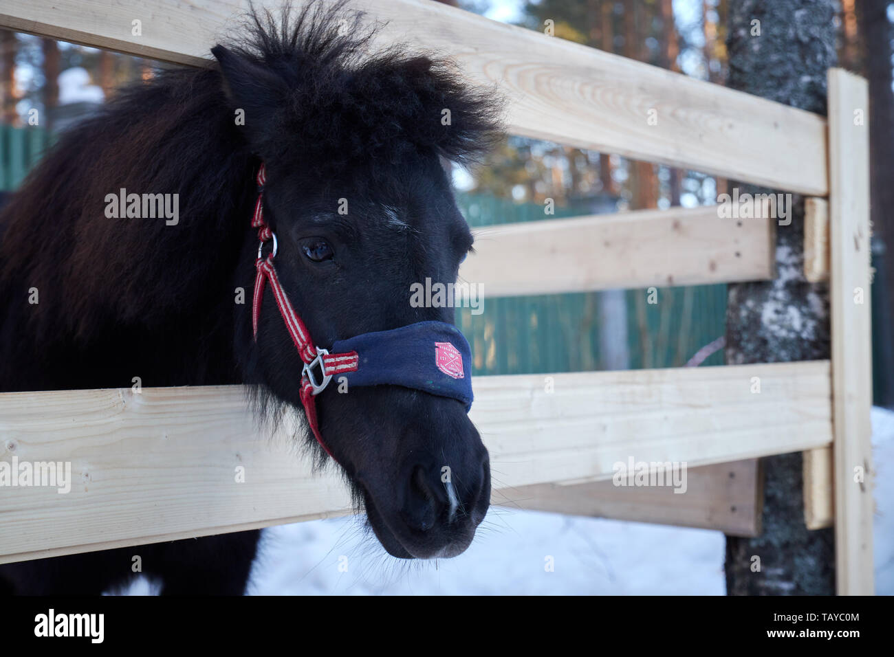 Pony with a hair Funny pony Pony portrait Stock Photo - Alamy