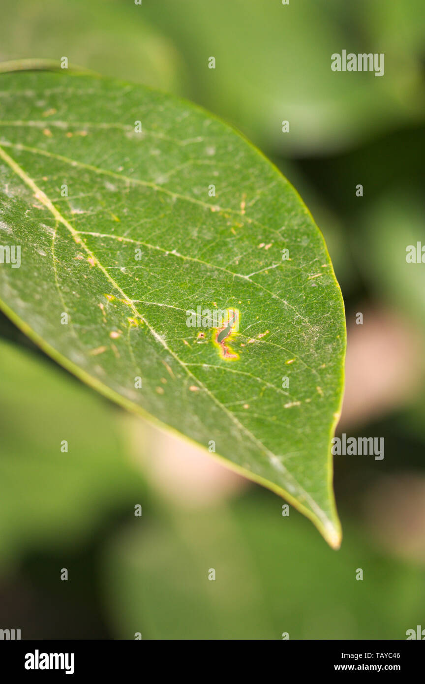 Close-up of a persimmon leaf with a wound caused by hail fallen during ...
