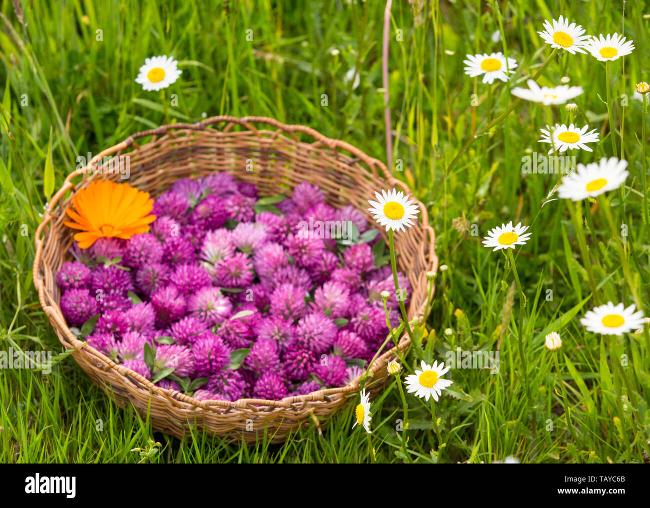 Marigold edible flowers hi-res stock photography and images - Alamy