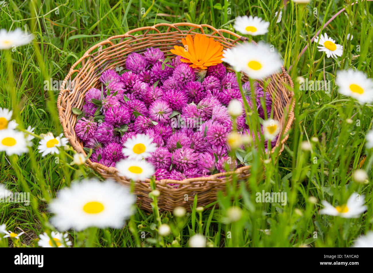 Red clover and calendula harvest in a wicker basket in grass, viewed ...
