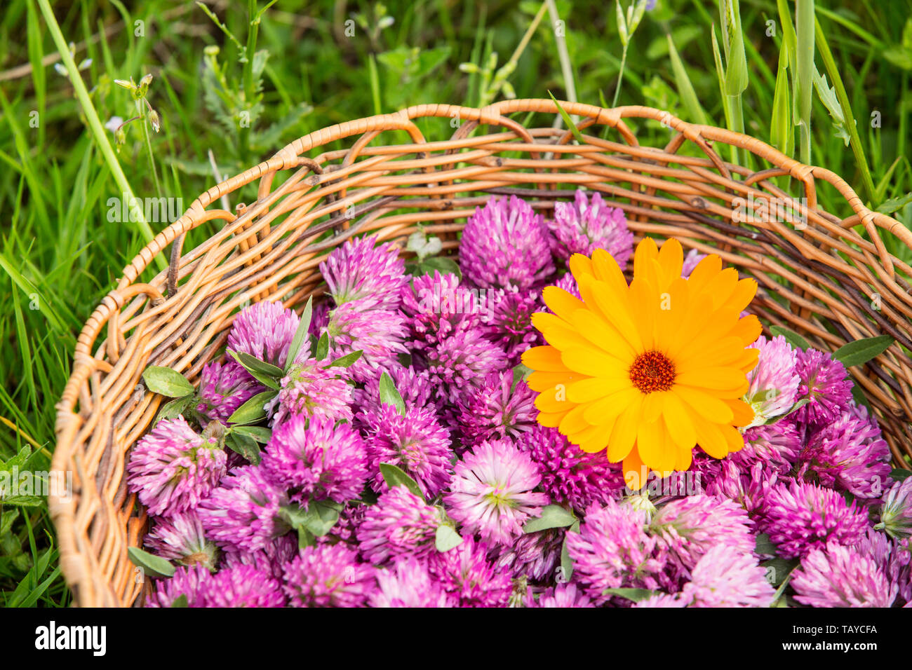 Red clover and calendula harvest in a wicker basket in grass, viewed ...