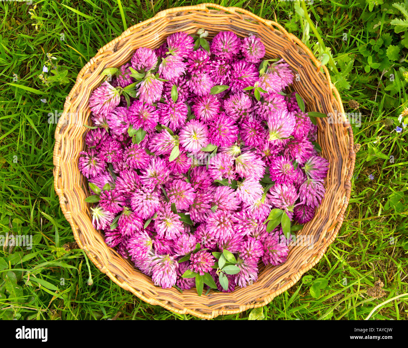 Forage harvest hi-res stock photography and images - Alamy