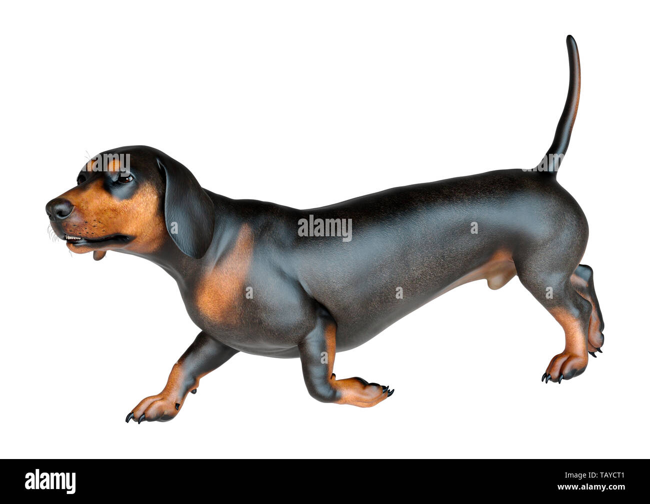 3D rendering of a dachshund or badger dog or sausage dog isolated on ...