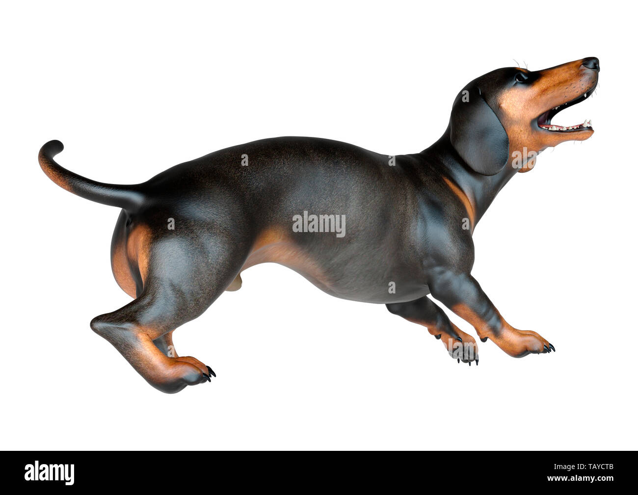 3D rendering of a dachshund or badger dog or sausage dog isolated on ...