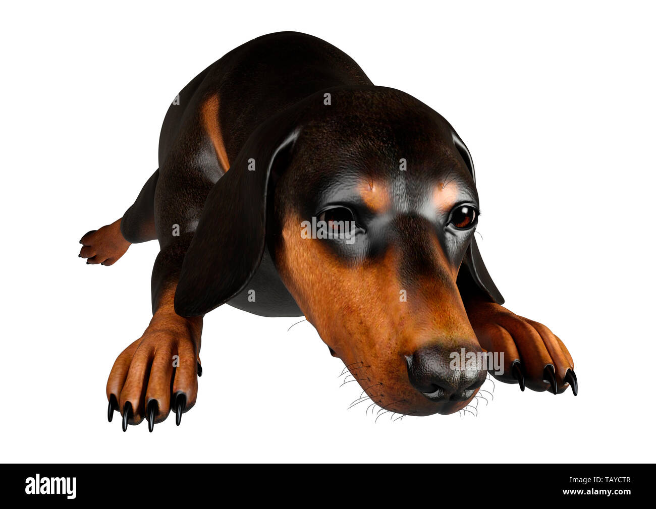 3D rendering of a dachshund or badger dog or sausage dog isolated on ...