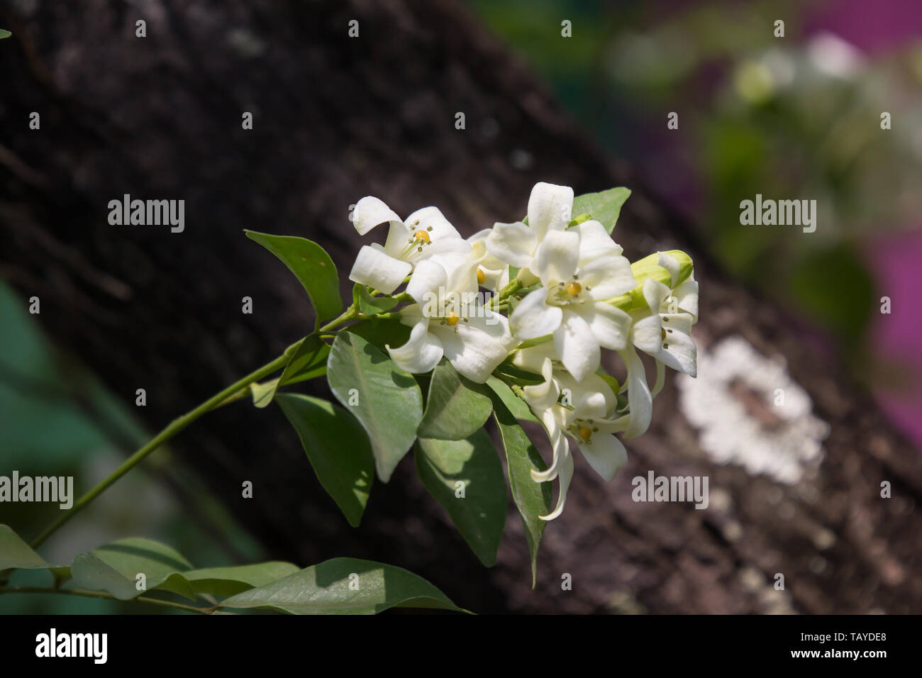 Close up Small white Flower of Orange Jessamine flowers Stock Photo - Alamy