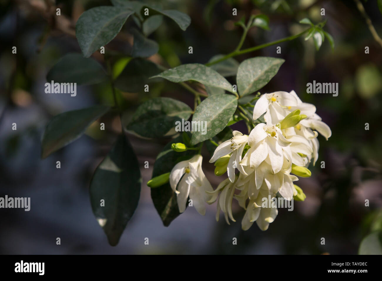 Close up Small white Flower of Orange Jessamine flowers Stock Photo - Alamy