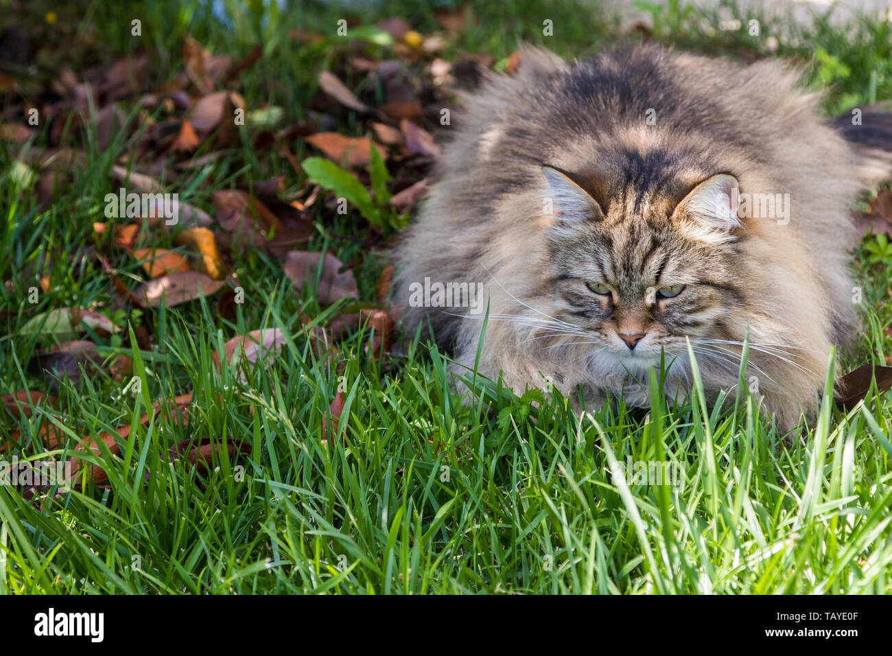 Adorable fluffy cat outdoor. Siberian pet of livestock, cute purebred ...