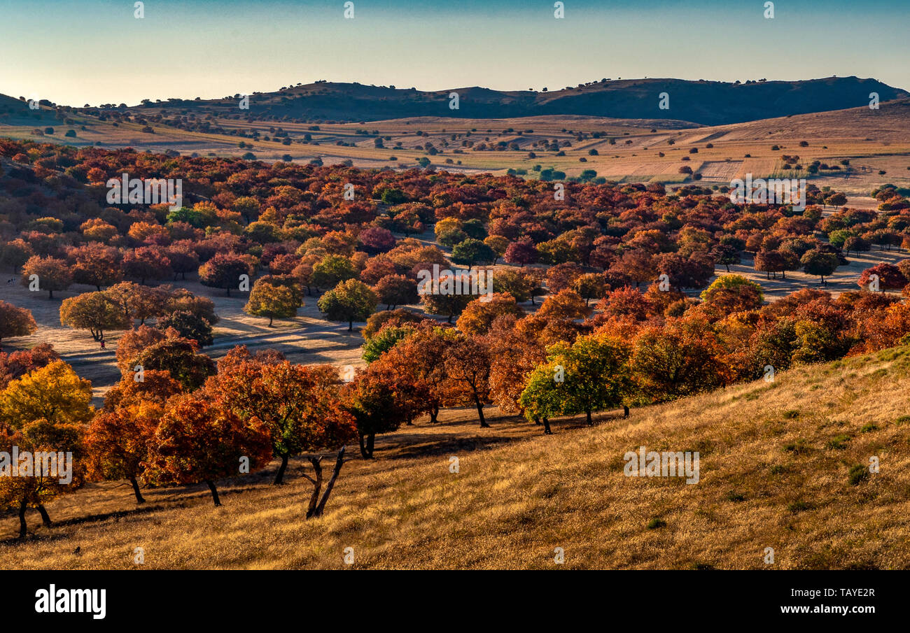Autumnal maple tree forest Stock Photo - Alamy