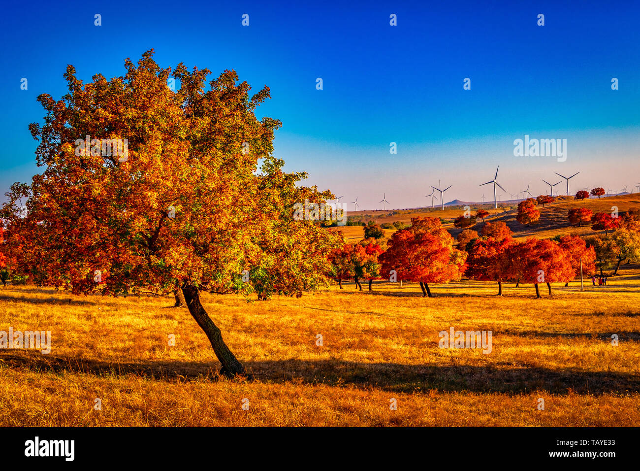 Maple tree forest during autumn Stock Photo - Alamy