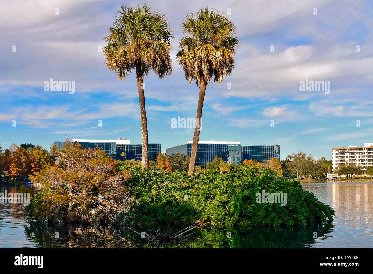 Orlando, Florida . December 24, 2018. Palm trees on small island in ...