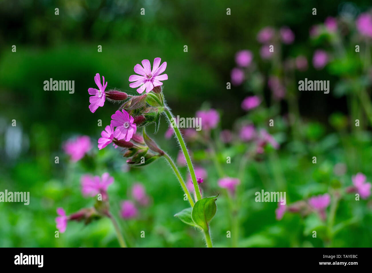 Pink campion hi-res stock photography and images - Alamy