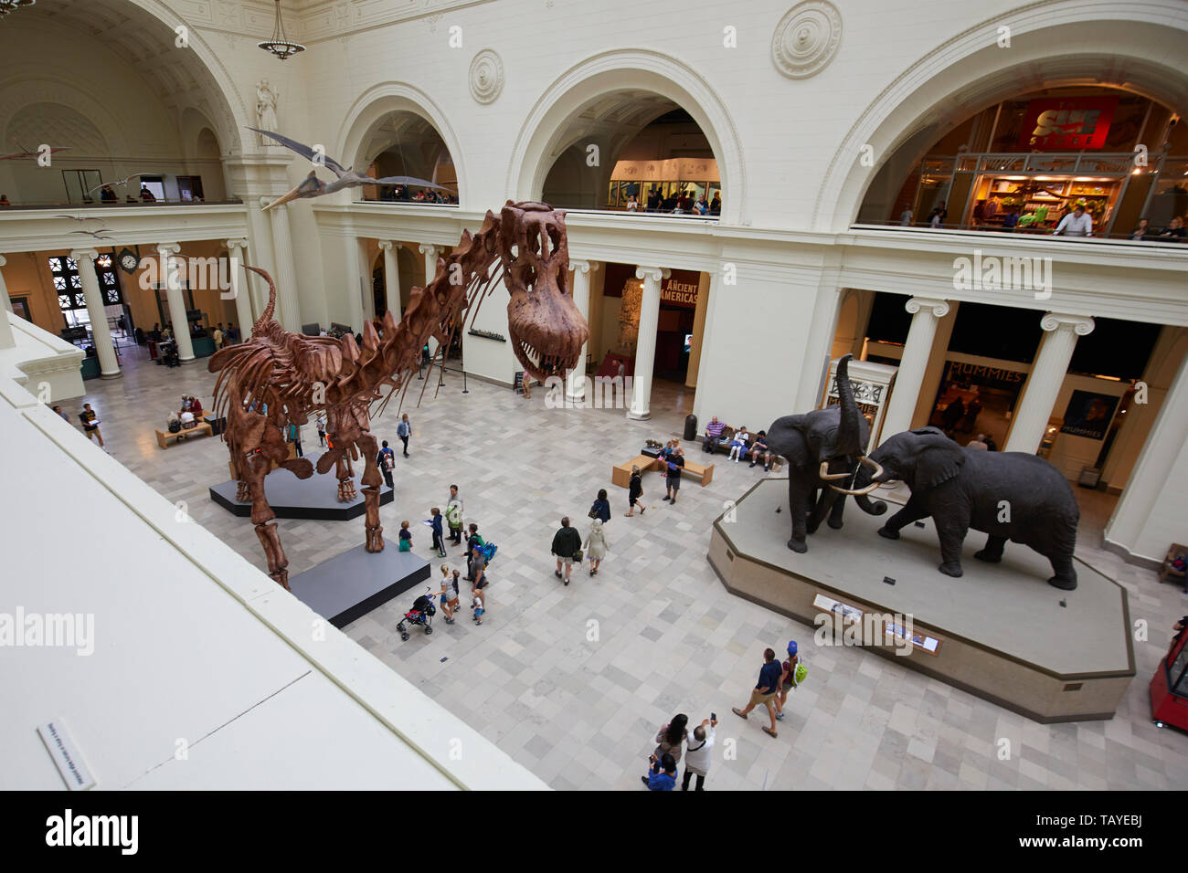 Field museum main hall hi-res stock photography and images - Alamy