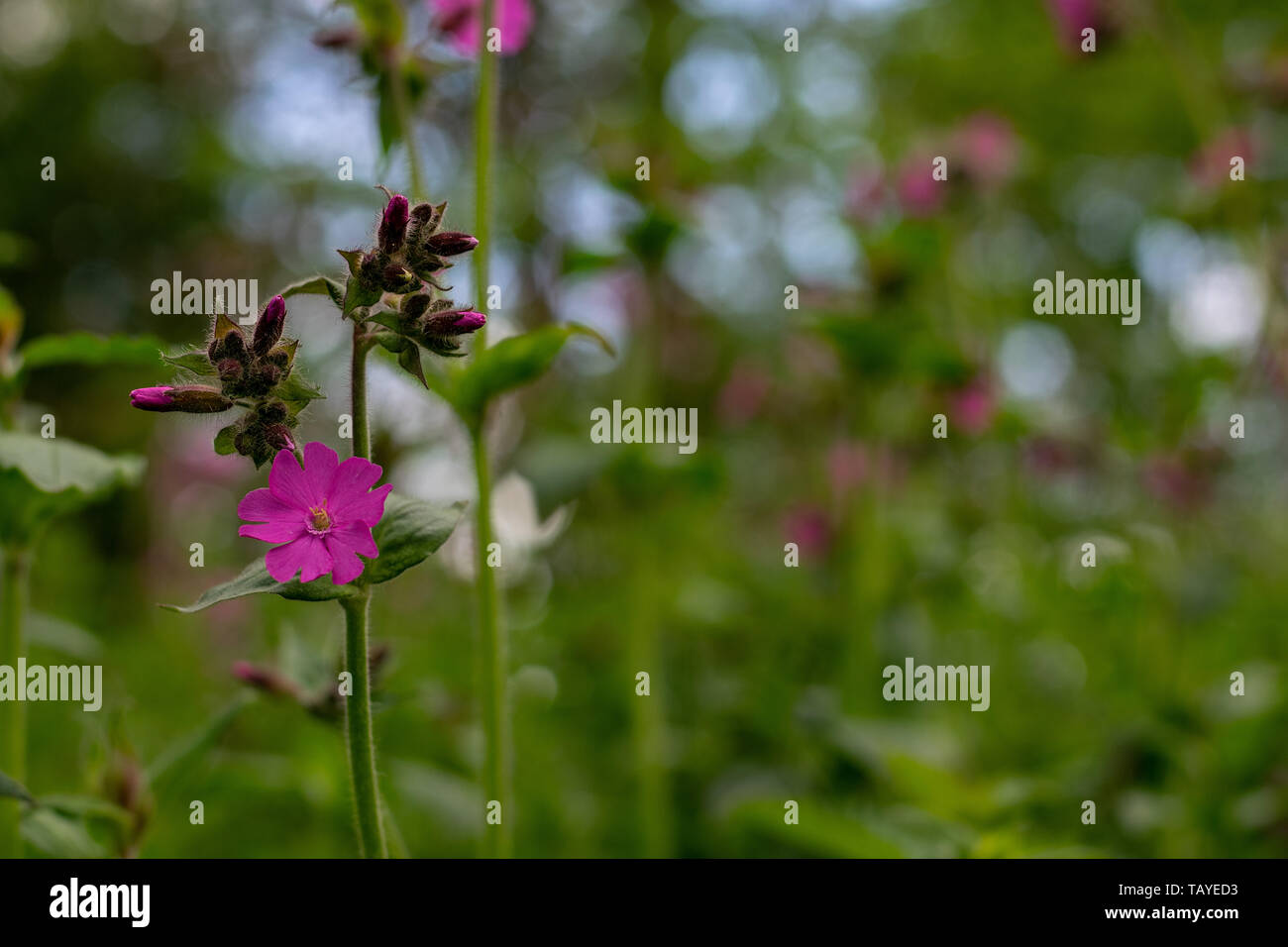 Pink campion hi-res stock photography and images - Alamy