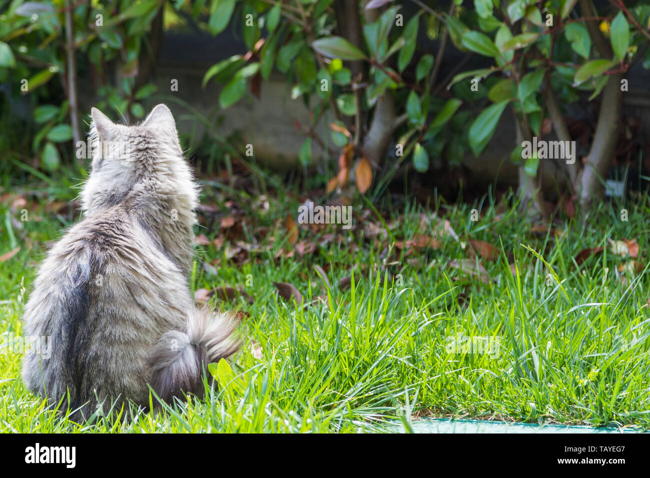 Adorable fluffy cat outdoor. Siberian pet of livestock, cute purebred ...