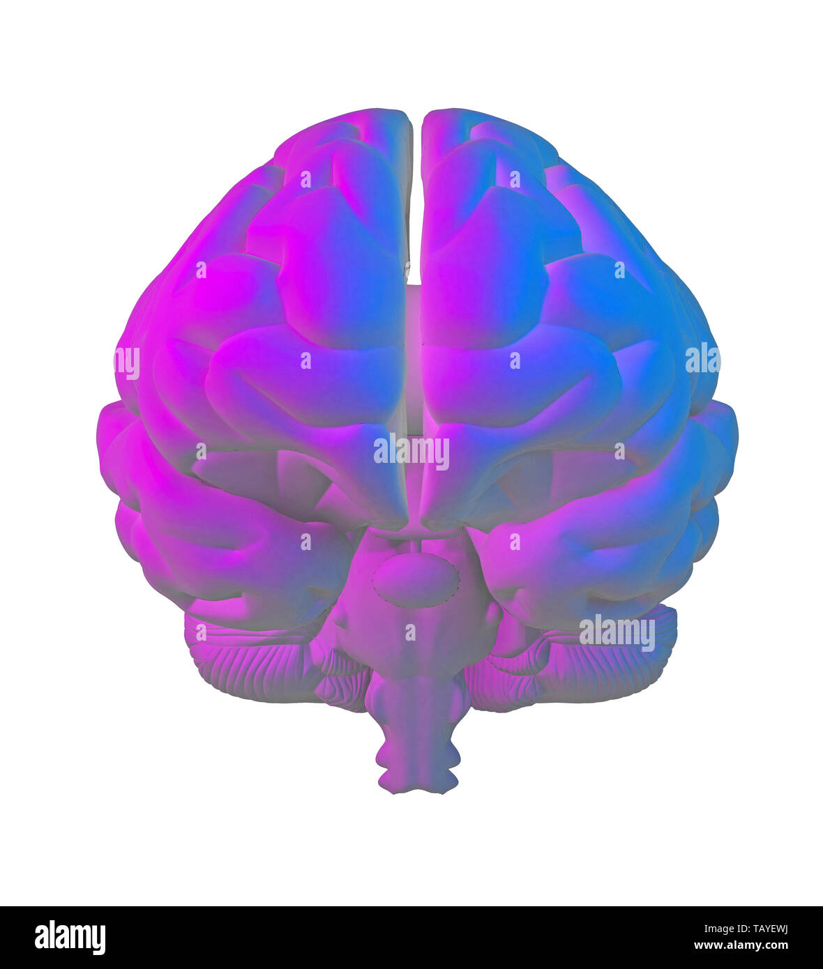 human brain in blue pink tones isolated on white. 3d rendering Stock ...