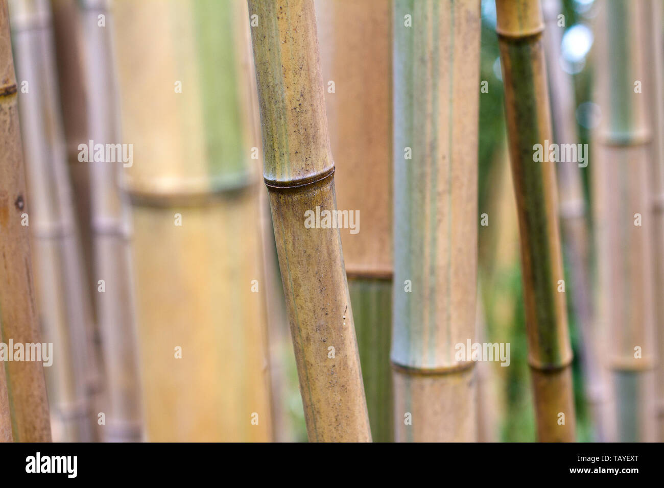 Bamboo trunk hi-res stock photography and images - Alamy