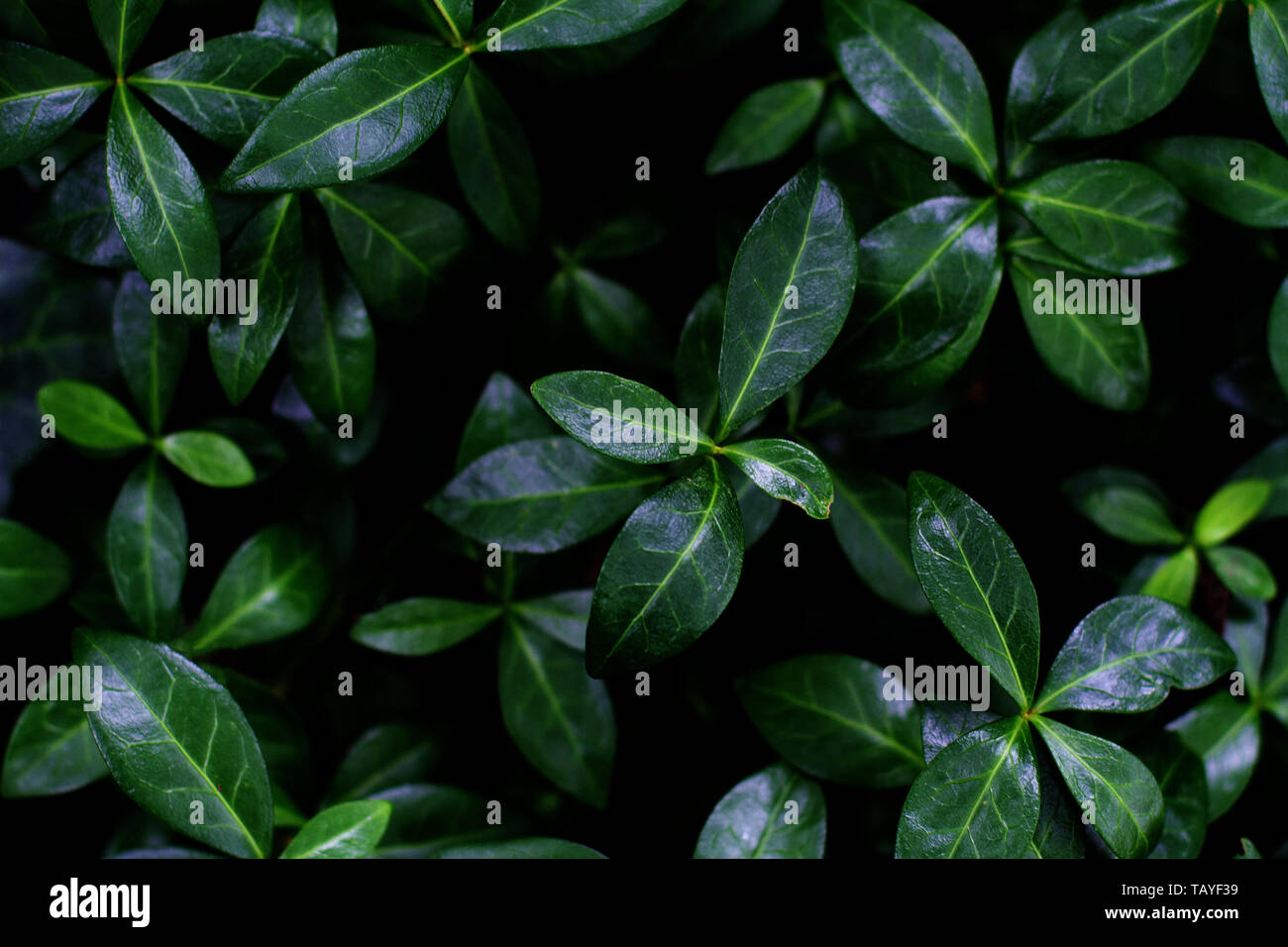 Dark leaves texture hi-res stock photography and images - Alamy