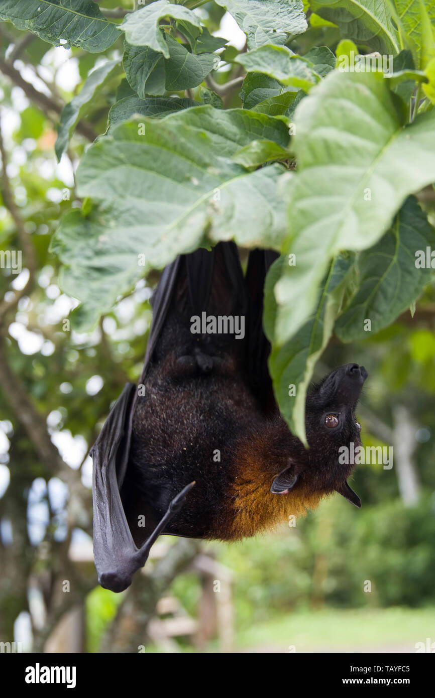 Fruitbat hi-res stock photography and images - Alamy