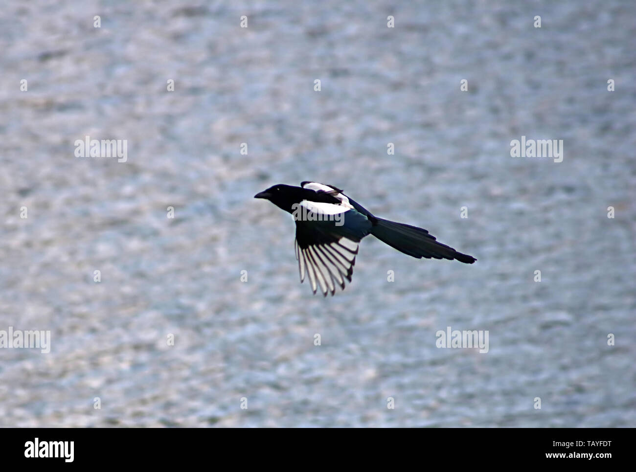 Magpie spread wings hi-res stock photography and images - Alamy