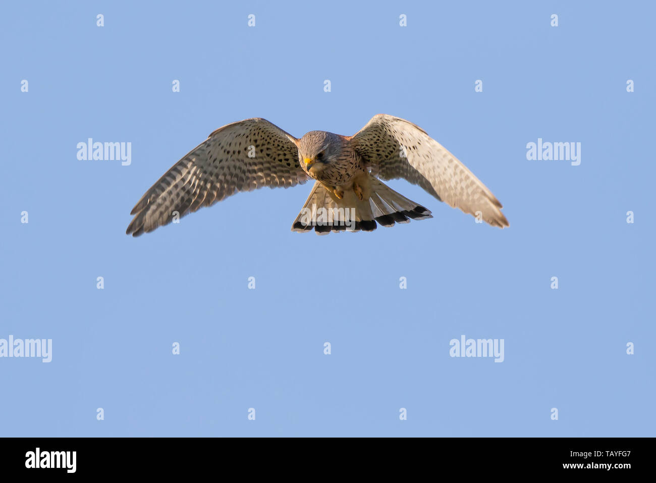Flying falcon hi-res stock photography and images - Alamy