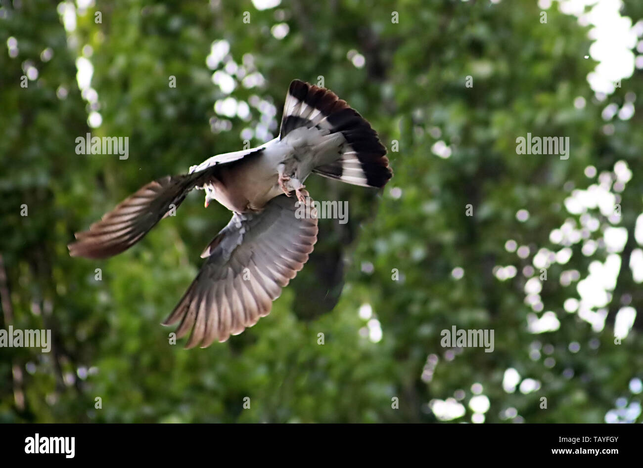 Flying wood pigeon with disheveled feathers and green foliage, Ukraine ...