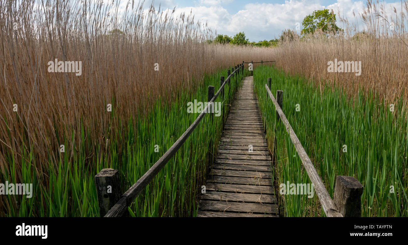 Slatted wooden walkway with handrail giving access across a reed bed ...