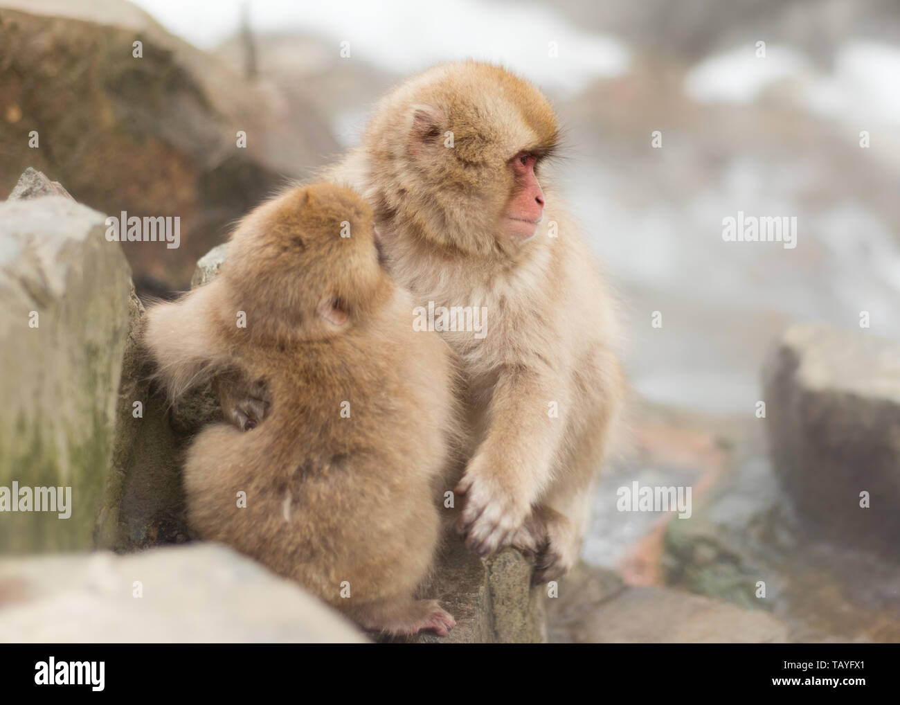 Hot volcanic river japan hi-res stock photography and images - Alamy