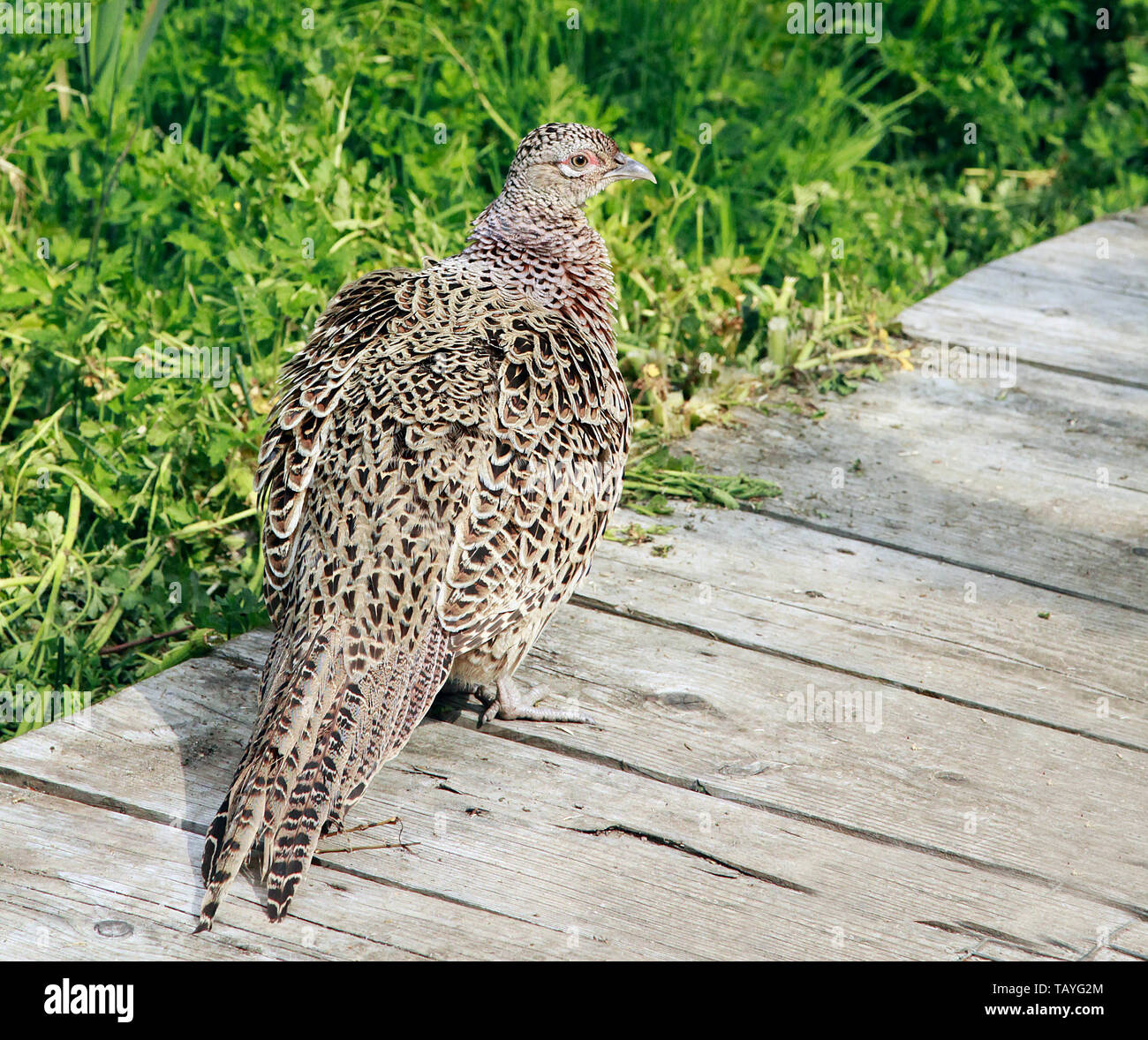 Pheasant wings hi-res stock photography and images - Alamy
