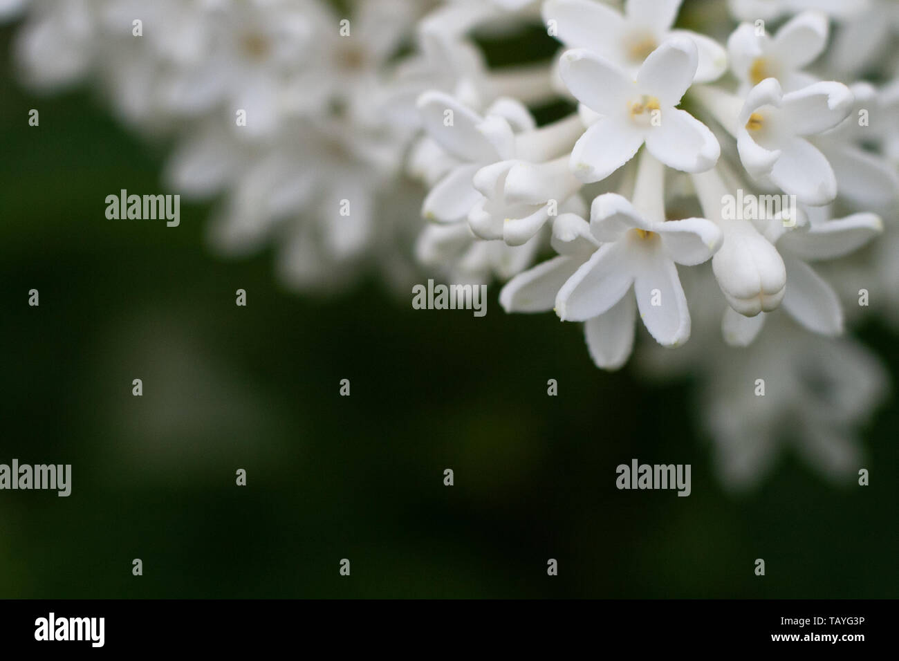 White flower landscape wallpaper hi-res stock photography and images ...