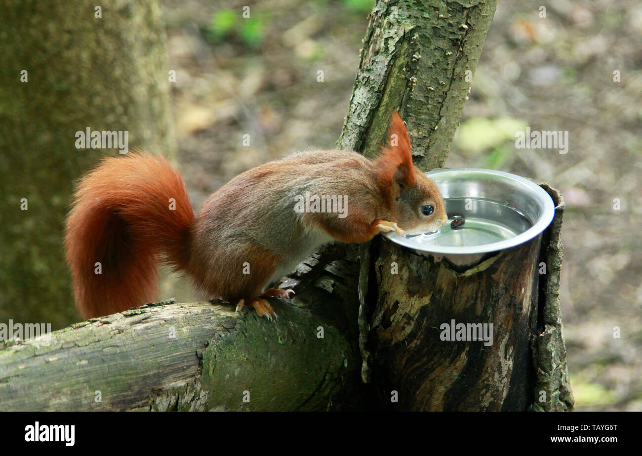 Eurasian Red Squirrel (Sciurus vulgaris Stock Photo - Alamy