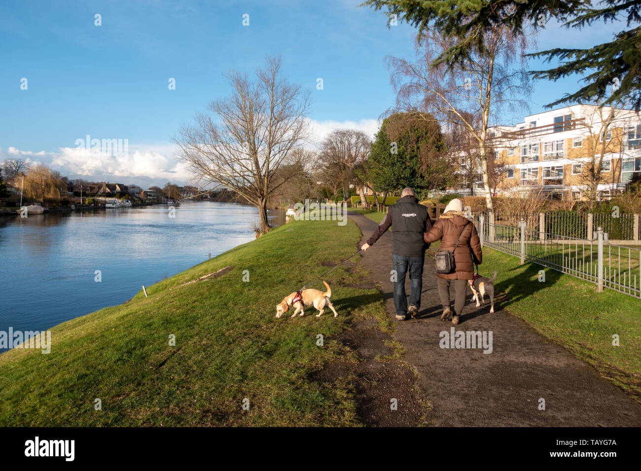 A couple walking their dogs on a sunlit evening beside the River Thames ...