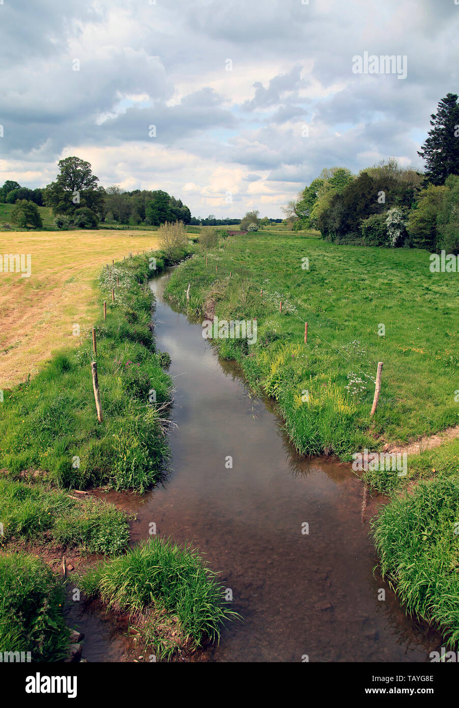 River fish devon hi-res stock photography and images - Alamy
