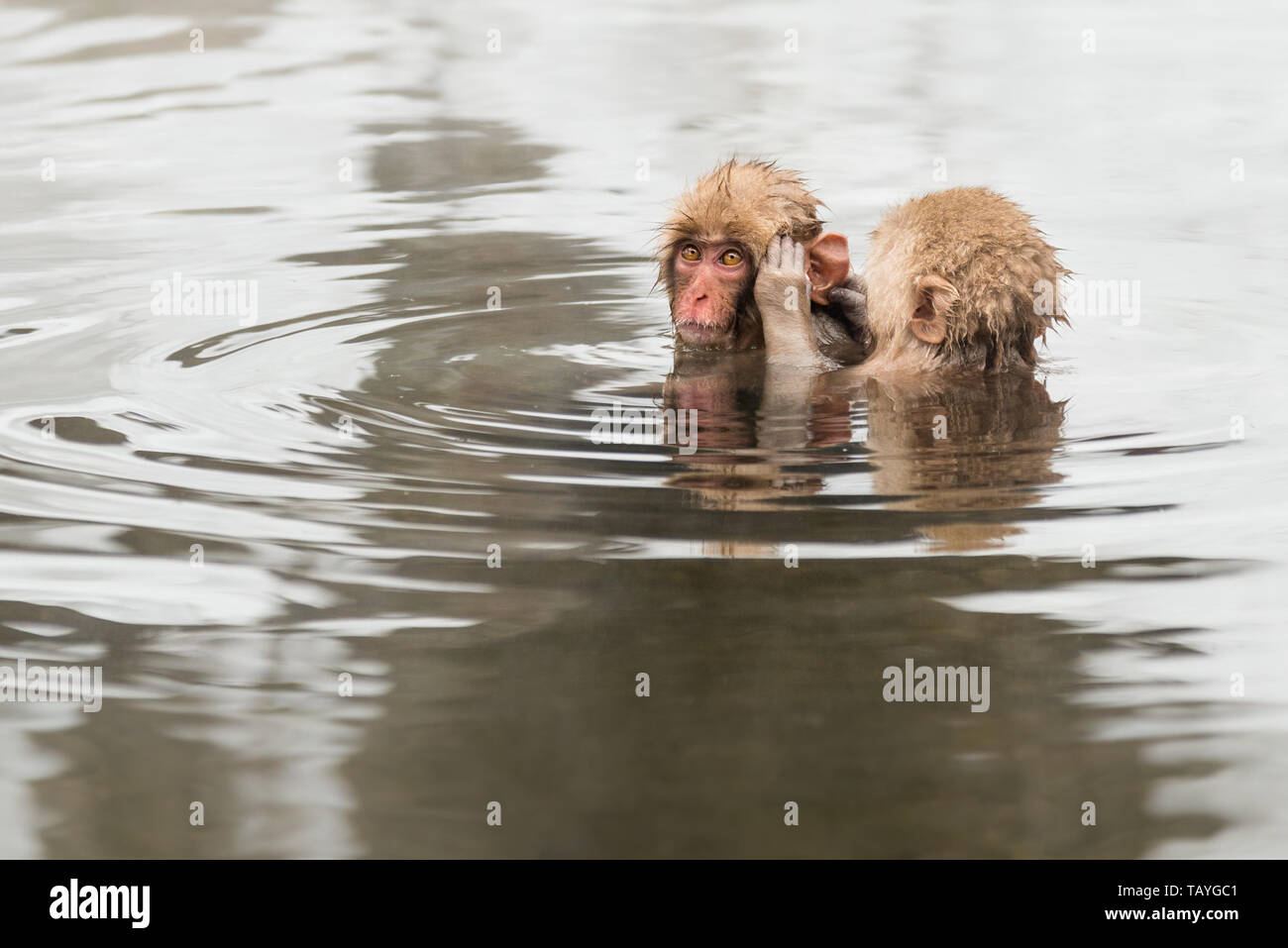 Japanese macaques bathing at Jigokudani Monkey Park Stock Photo - Alamy