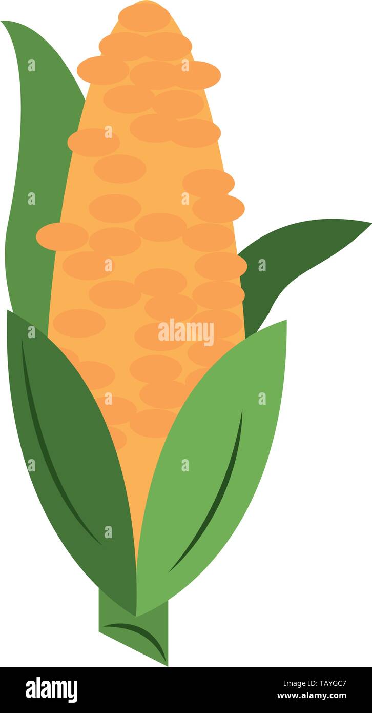 Corn vegetable food cartoon isolated Stock Vector Image & Art - Alamy