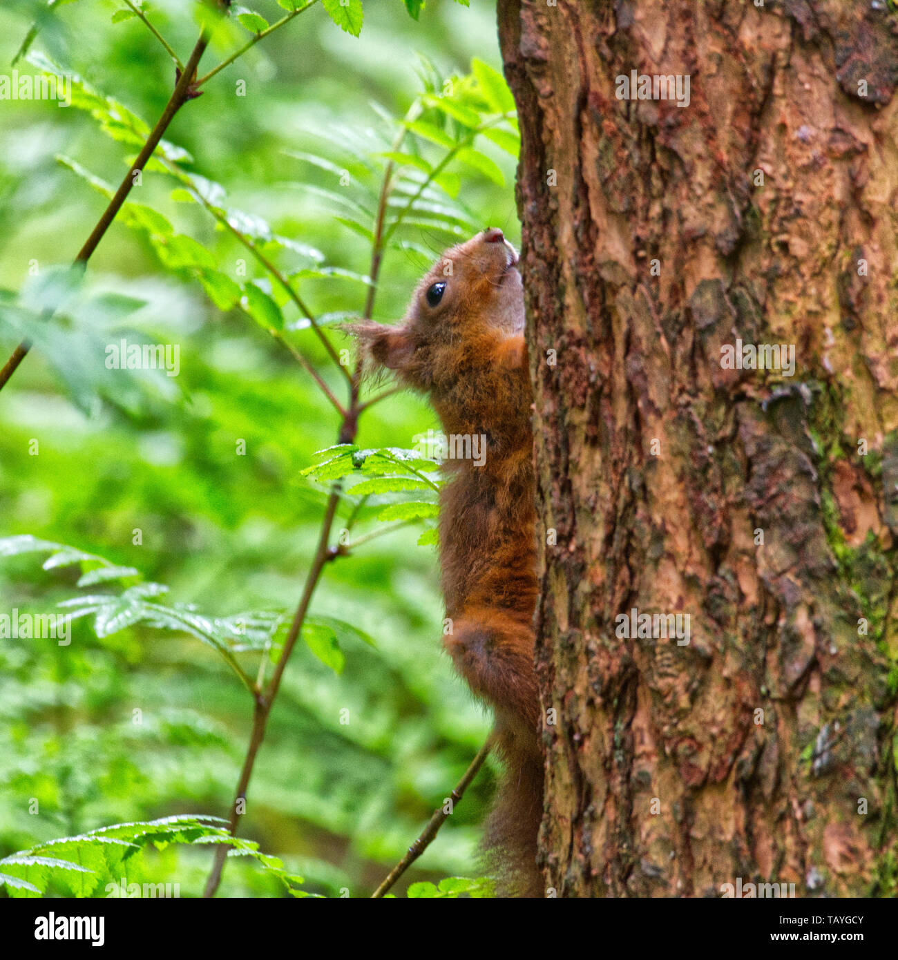 Two squirrels branch hi-res stock photography and images - Alamy