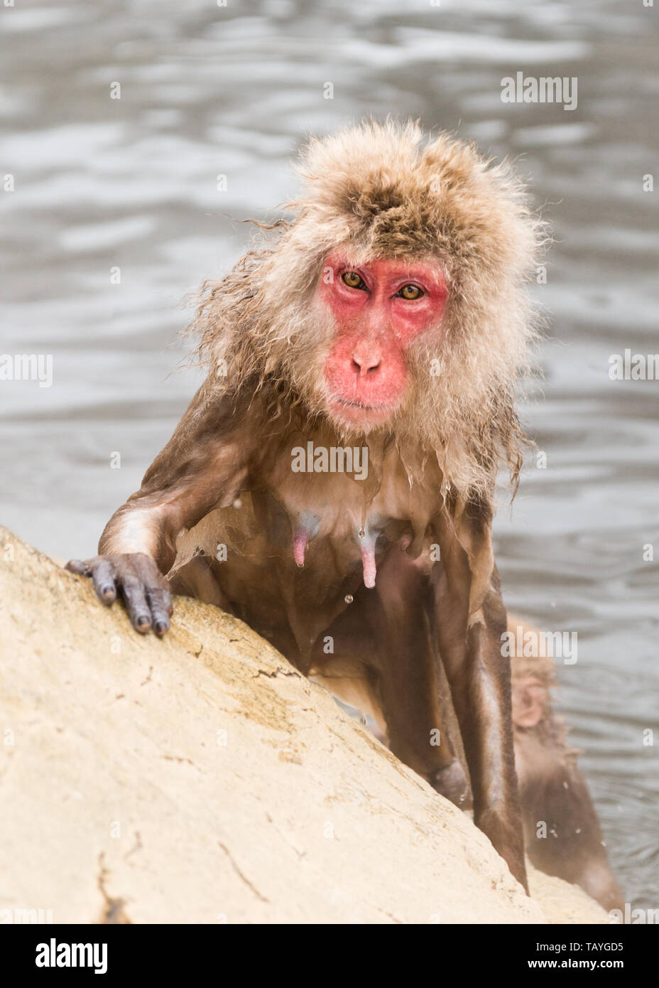 Japanese macaques bathing at Jigokudani Monkey Park Stock Photo - Alamy