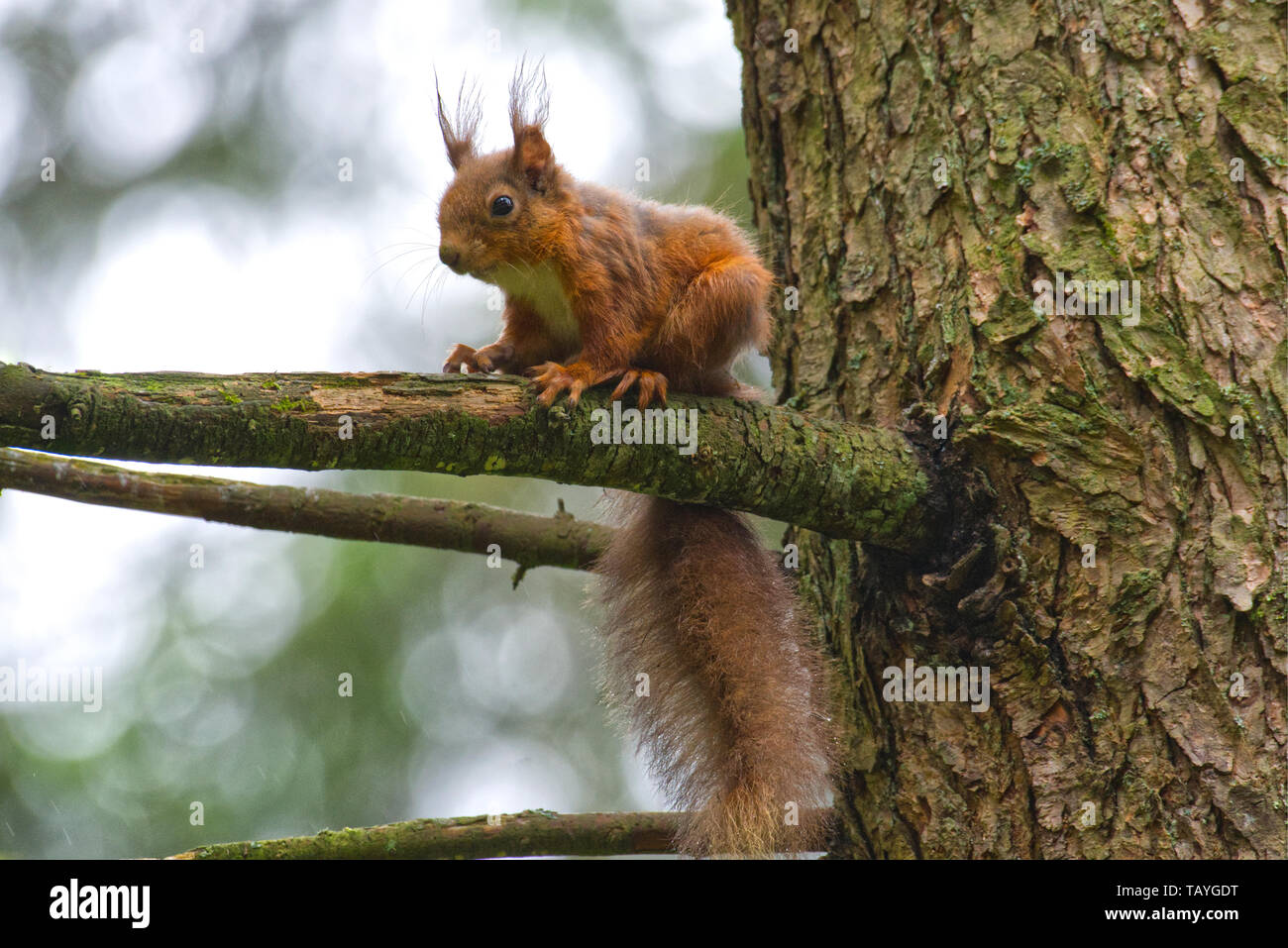 Kit red squirrel hi-res stock photography and images - Alamy