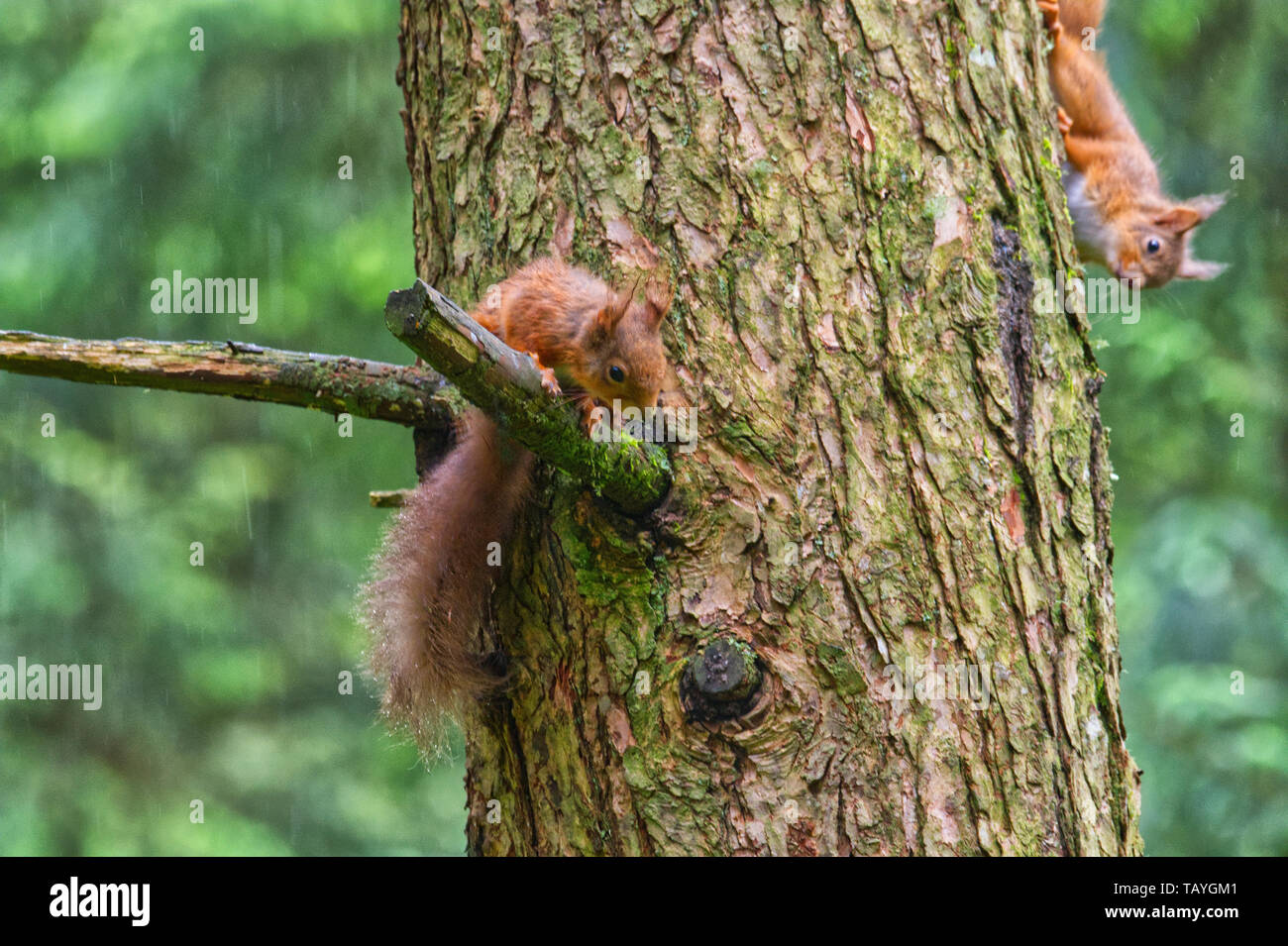 Baby squirrel kit hi-res stock photography and images - Alamy