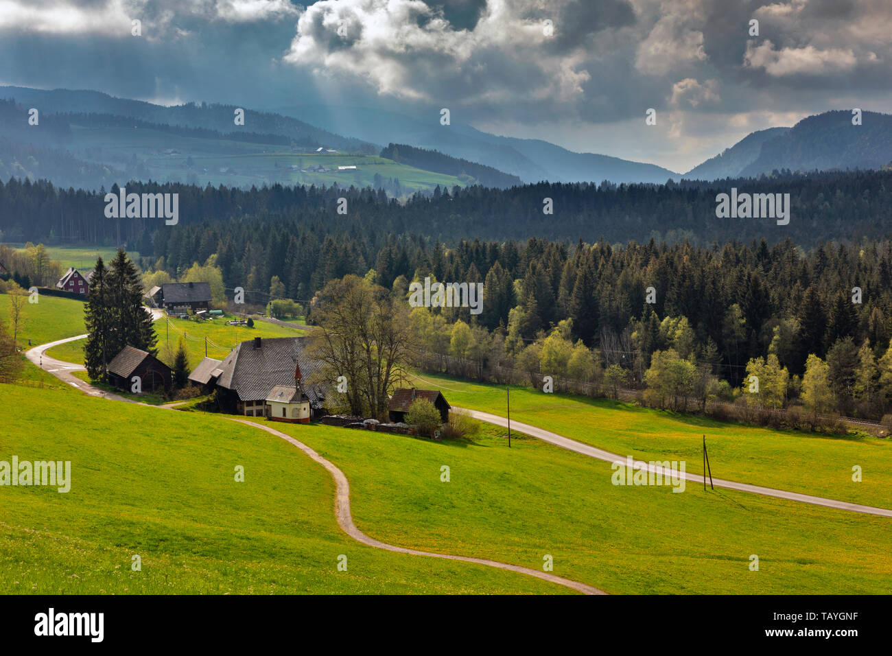 Black forest schwarzwald germany trees hi-res stock photography and ...