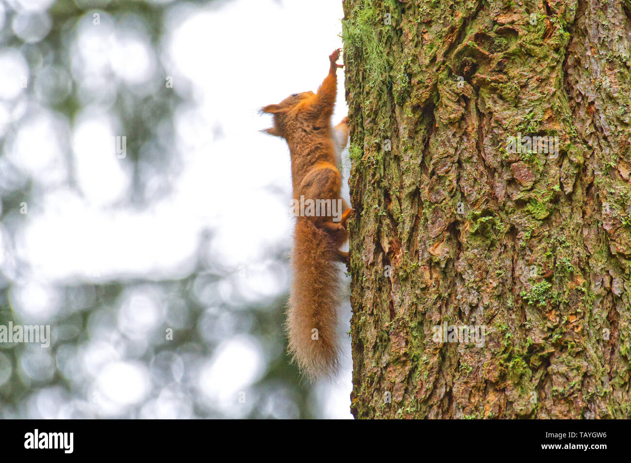 Baby squirrel kit hi-res stock photography and images - Alamy