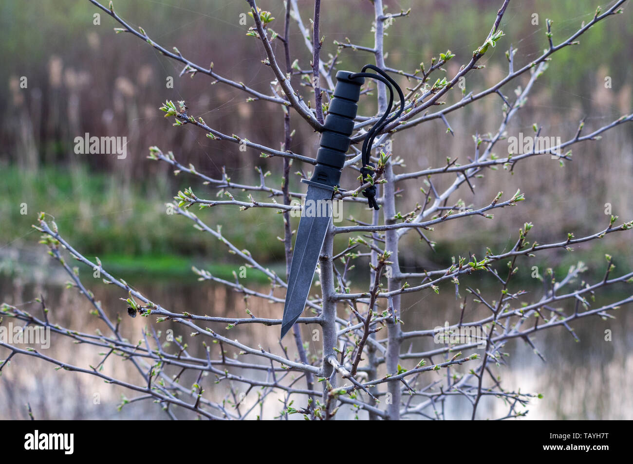 Army knife on the branches of a tree. Knife at sunset. Military knife ...