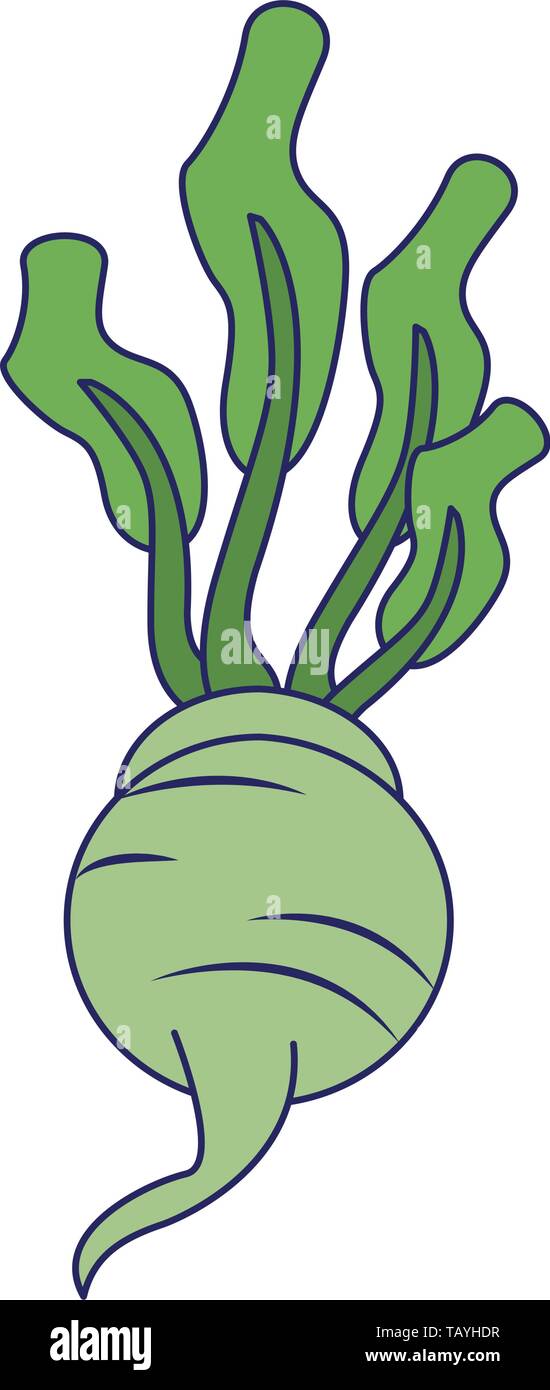 Radish vegetable food isolated cartoon blue lines Stock Vector Image ...