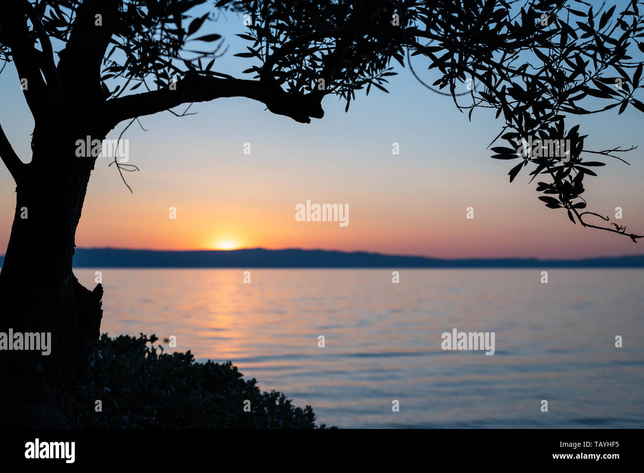 Olive tree at the sea at sunset hi-res stock photography and images - Alamy